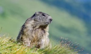 Groundhogs & Other Animals with Interesting Teeth | Lane Dental Blog